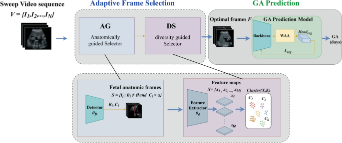 Adaptive Frame Selection for Gestational Age Estimation from Blind ...