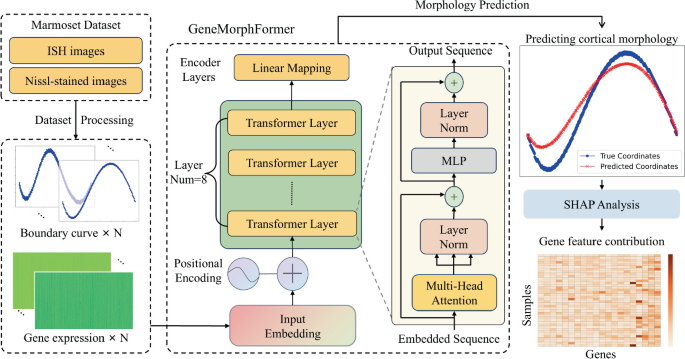 GeneMorphFormer: Transformer-Driven Cross-Scale Mapping from Gene ...
