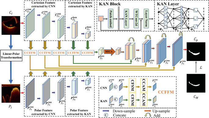 DCKAN: A Dual-Coordinate KAN Framework for Fibrous Cap Segmentation on ...