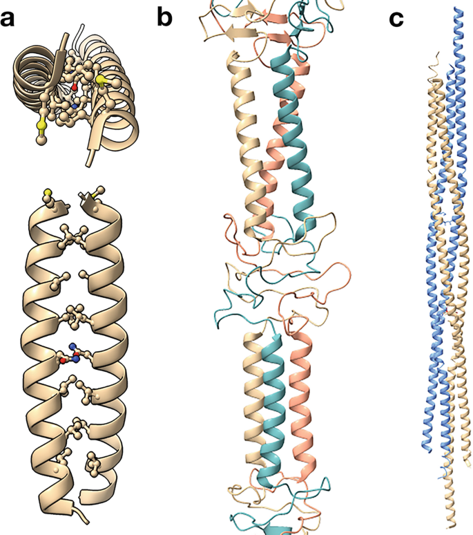 Designability of α-Helical Protein Filaments | Springer Nature Link