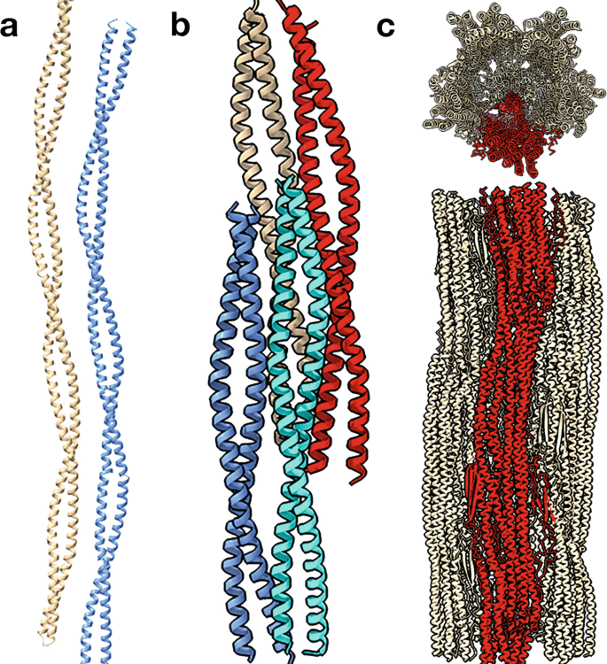 Designability of α-Helical Protein Filaments | Springer Nature Link