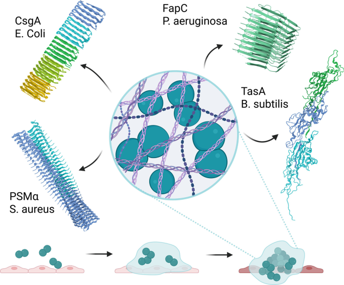 The Many Lives of a Single Sequence: Functional Plasticity Through ...