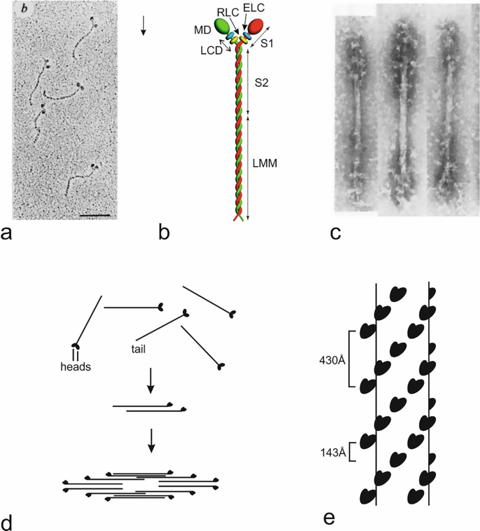 Structure of the Myosin Thick Filaments in Muscle | Springer Nature Link