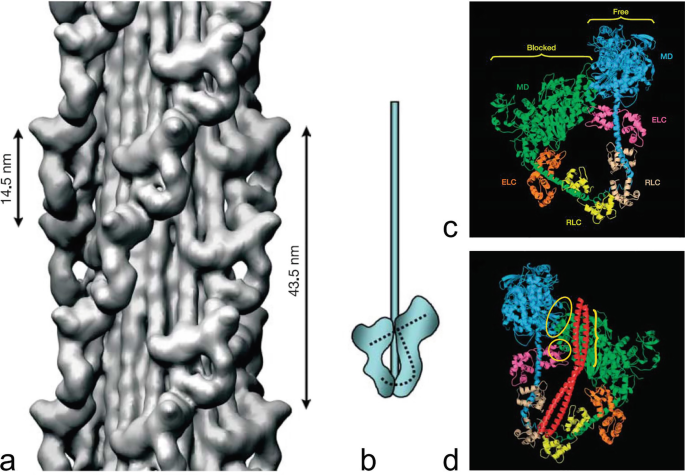 Structure of the Myosin Thick Filaments in Muscle | Springer Nature Link