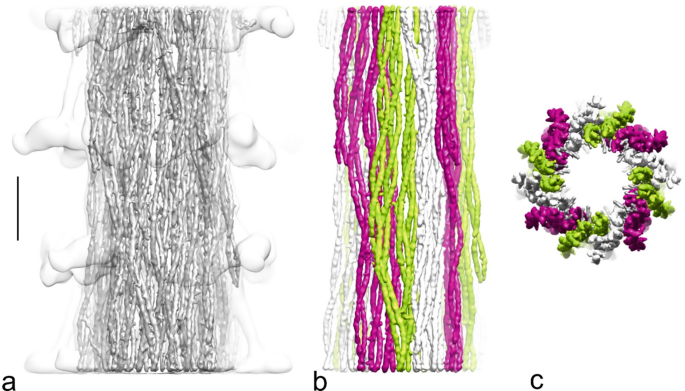 Structure of the Myosin Thick Filaments in Muscle | Springer Nature Link