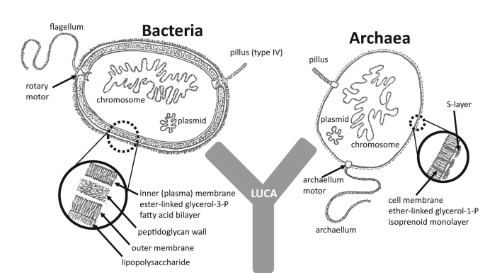 A Big Bang of Agency: The Prokaryotic Way of Life | Springer Nature Link