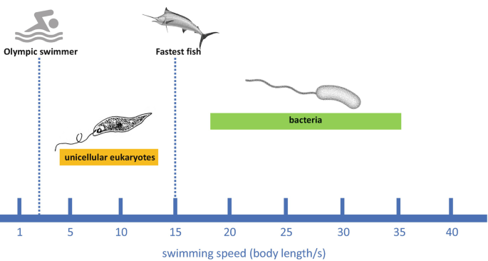 A Big Bang of Agency: The Prokaryotic Way of Life | Springer Nature Link