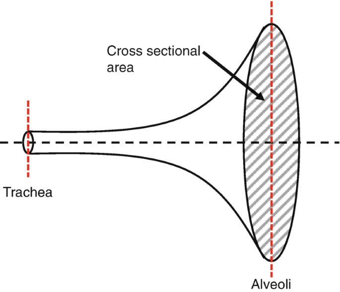 The Respiratory System Before and After Birth | SpringerLink