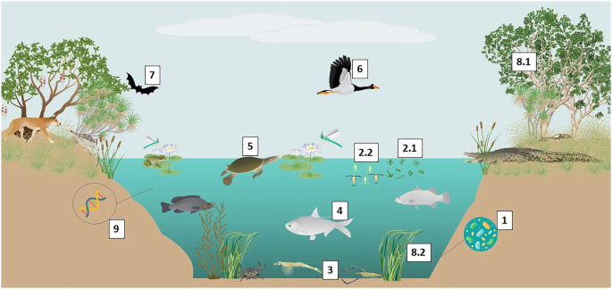 Biodiversity Indicators for Wetland Condition Assessment and Monitoring ...