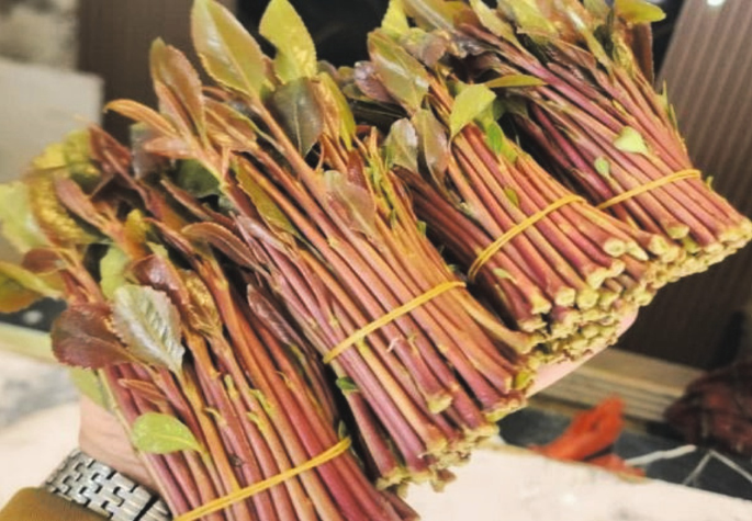 Khat (Catha edulis) Chewing and Oral Health | Springer Nature Link