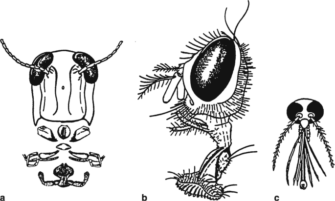 Medical Conditions Caused by Arthropod Stings or Bites | SpringerLink