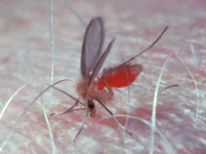 Sand Fly-Transmitted Diseases | SpringerLink