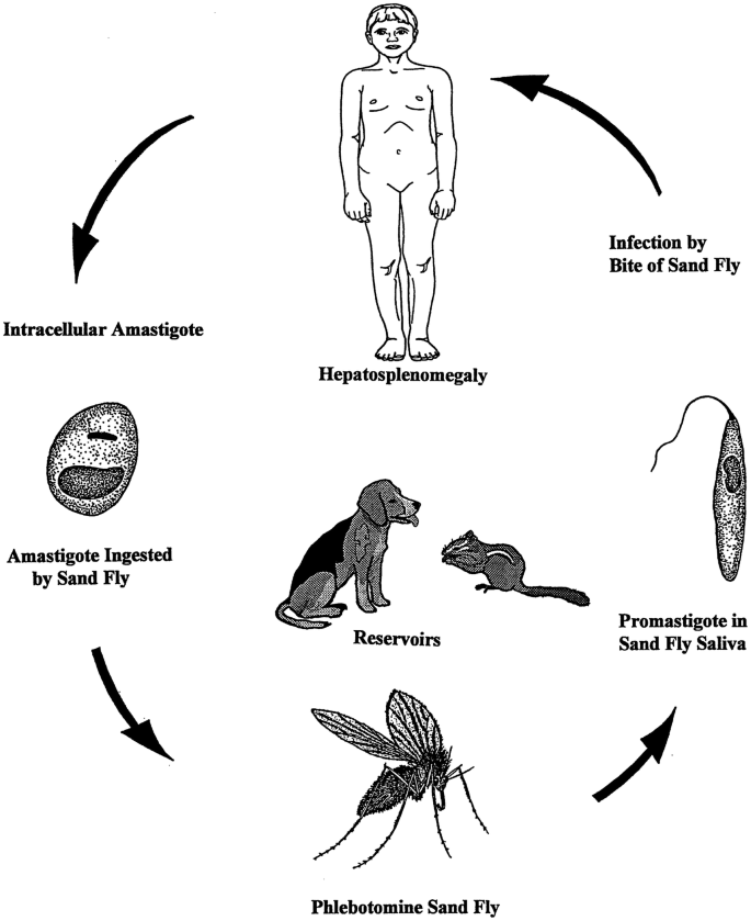 Sand Fly-Transmitted Diseases | SpringerLink