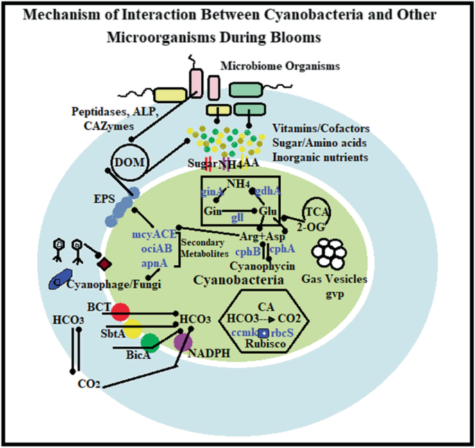 Interactions Between Cyanobacteria and Other Microbial Communities ...