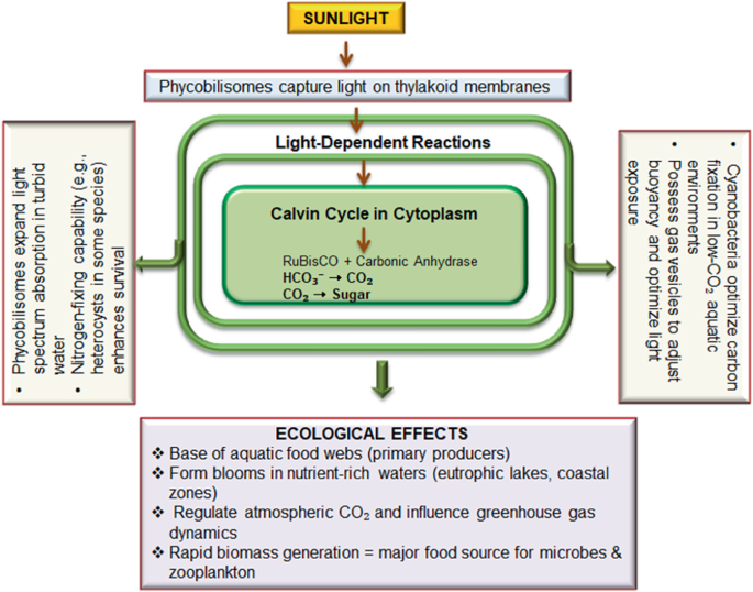 Carbon Cycling and Sequestration in Cyanobacterial-Dominated Ecosystems ...