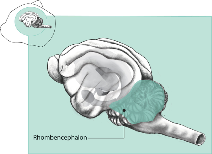 Neuroanatomy and Neurophysiology of the Cat | Springer Nature Link