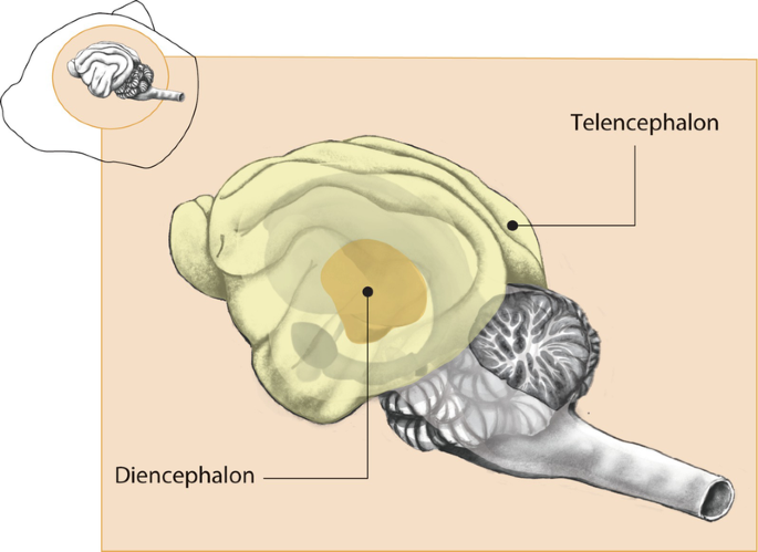 Neuroanatomy and Neurophysiology of the Cat | Springer Nature Link