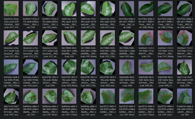 Plant Leaf Disease Detection System Using Deep Learning | Springer Nature Link