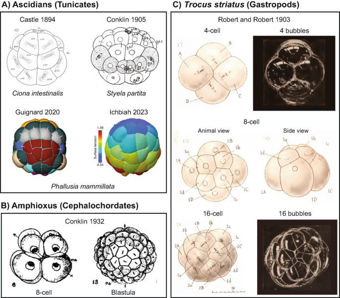 Marine Model Organisms for Mechanobiology Studies | SpringerLink
