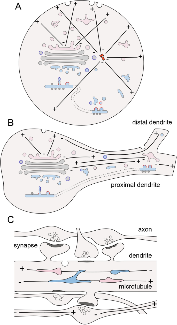 The Neuronal Golgi Network and Its Acolytes | SpringerLink