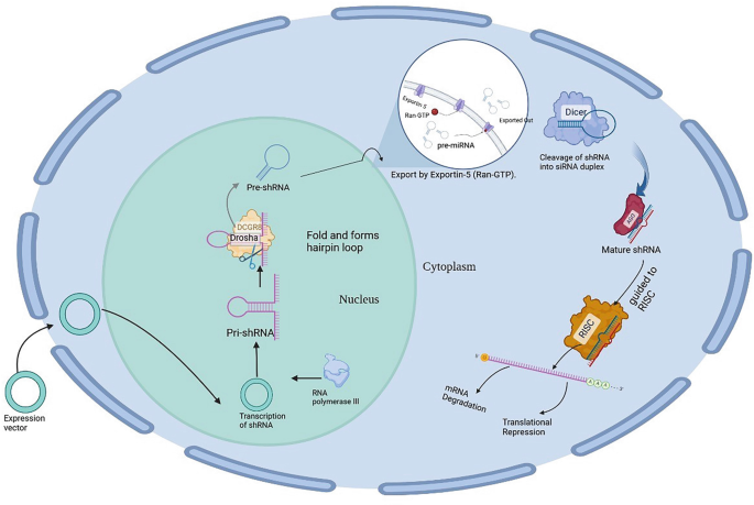 Role of ncRNAs in Neurological Disorders and Cardiovascular Diseases ...