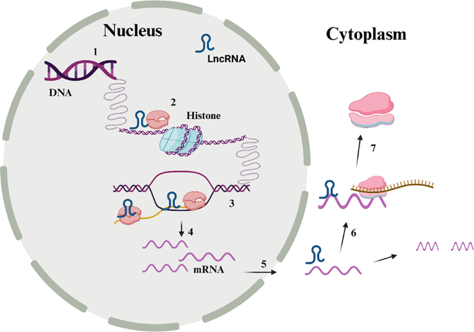 Role of ncRNAs in Neurological Disorders and Cardiovascular Diseases ...