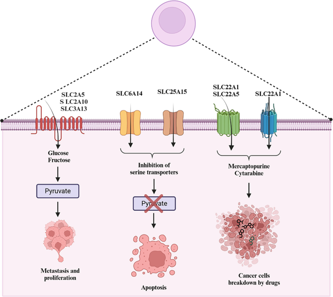 Role of SLC Transporters and Noncoding RNA in Regulating the Genetic ...