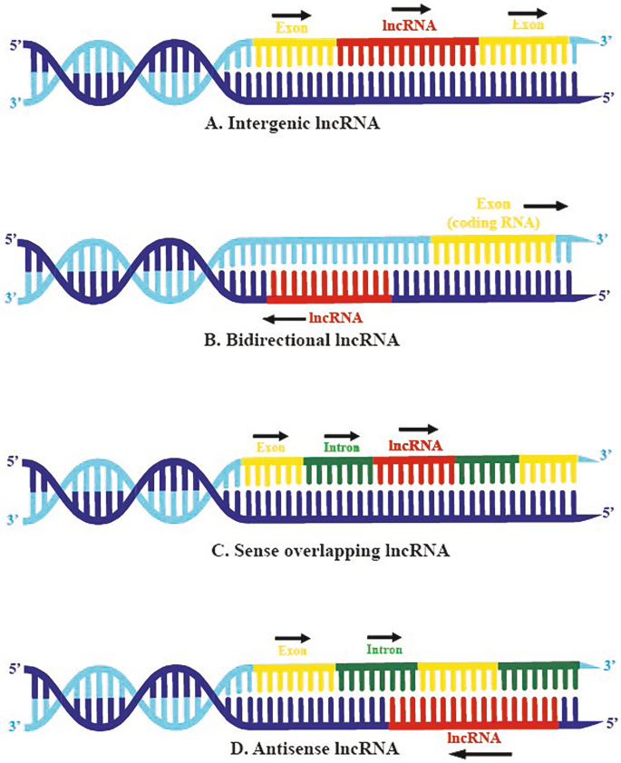 Exploring the Role of Long Noncoding RNAs (lncRNAs) as Biomarkers in ...