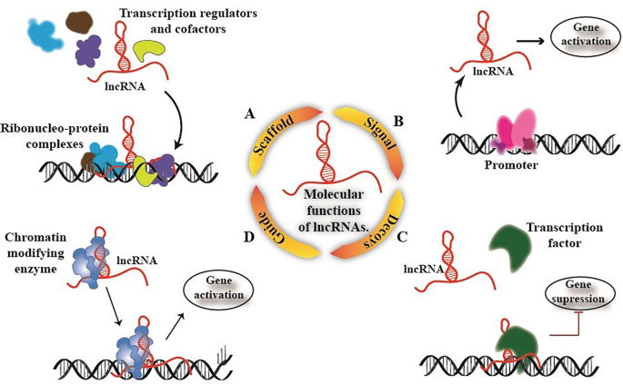 Exploring the Role of Long Noncoding RNAs (lncRNAs) as Biomarkers in ...