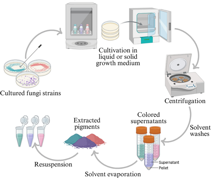 Pigment Production by Fungi from Polar Environments: From Cold to ...