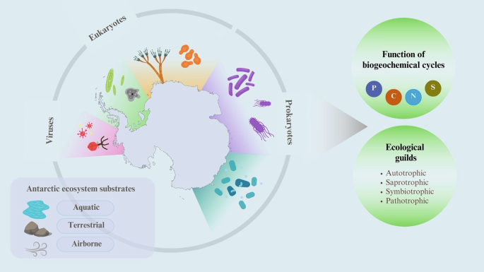 Insights into the Diversity, Adaptations, and Ecological Function of ...