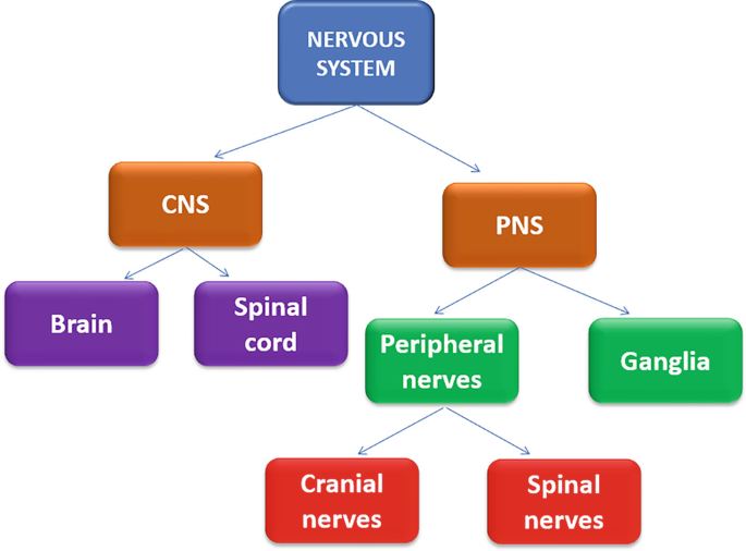 Introduction to Neuroanatomy and Neurohistology | SpringerLink