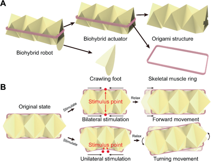 Dual-Modal Biohybrid Origami Robot Actuated by Selective Skeletal ...