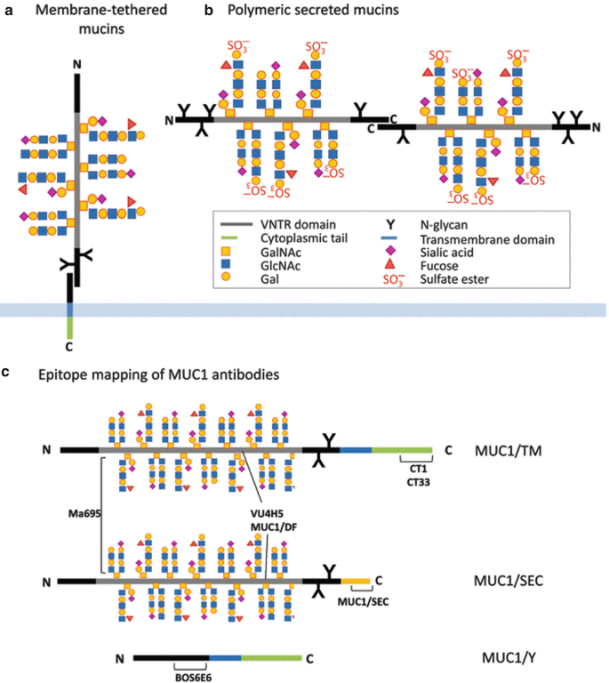 Mucins in Salivary Gland Development, Regeneration, and Disease with ...