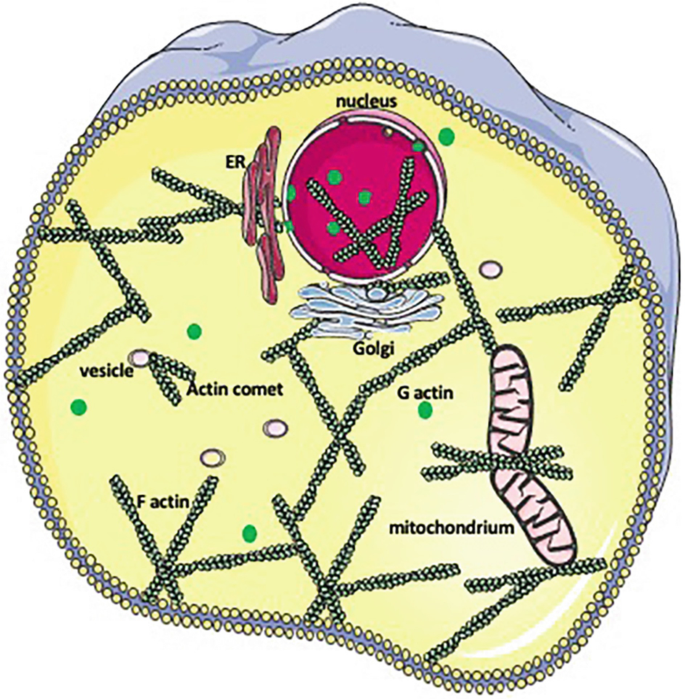 Macrophage Actin Cytoskeleton in Chronic Rejection | Springer Nature Link