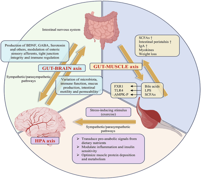 Gut Microbiota and Exercise: Implications for Health Promotion and ...