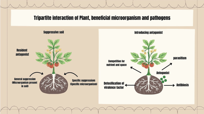 Microbiomes in Suppressive Soils and Its Implications on Plant ...