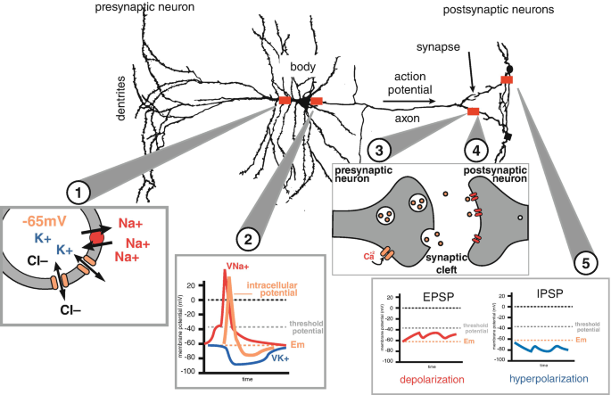 The Source of the EEG | SpringerLink