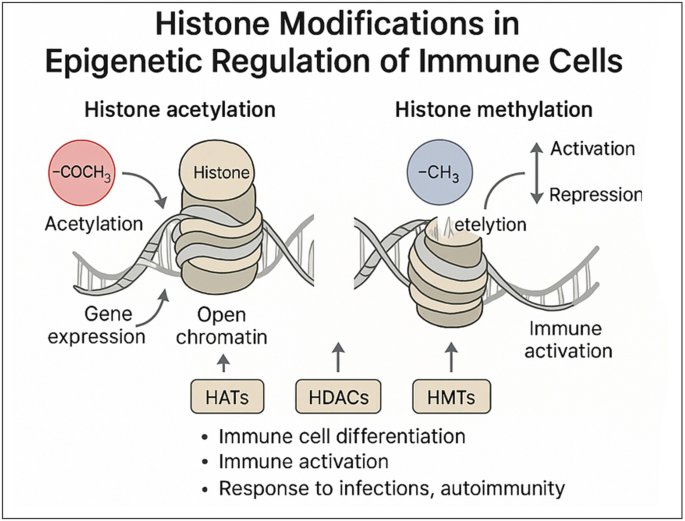 Epigenetic Modulation of Immunity: Mechanisms, Implications, and ...