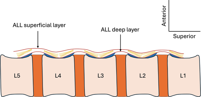 The Anterior Longitudinal Ligament | Springer Nature Link (formerly ...