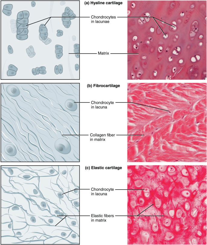Cartilage Types, Development, and Injury/Degeneration | Springer Nature ...