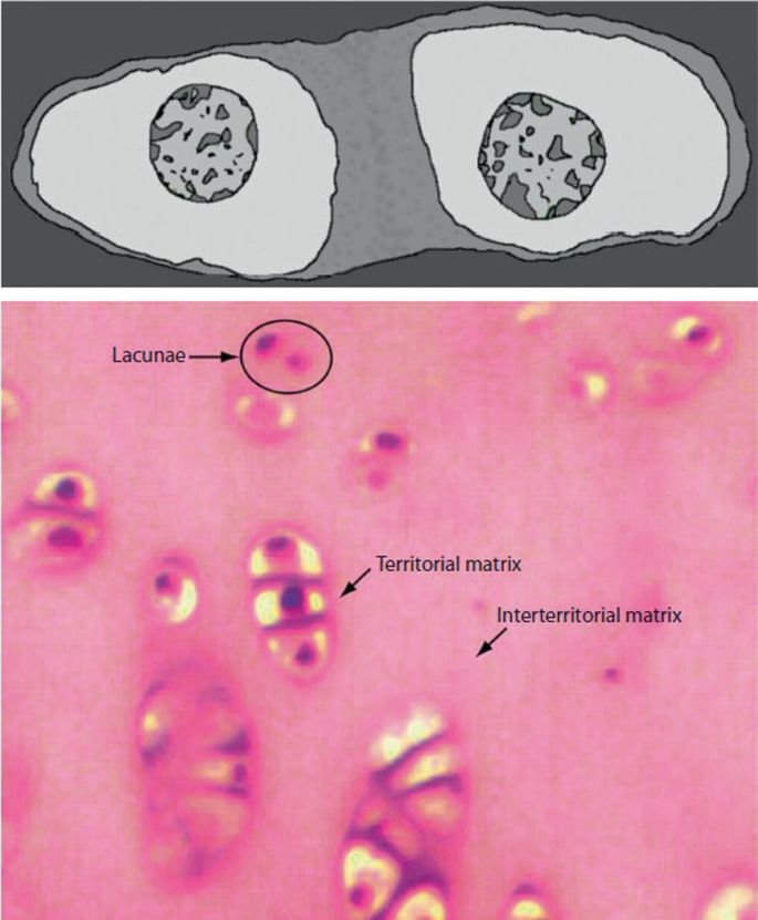 Cartilage Types, Development, and Injury/Degeneration | Springer Nature ...