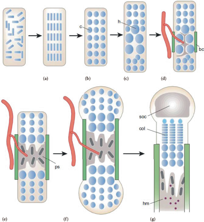 Cartilage Types, Development, and Injury/Degeneration | Springer Nature ...