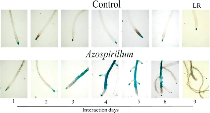Interaction of Azospirillum spp. with Plants: Molecular Plant Growth ...