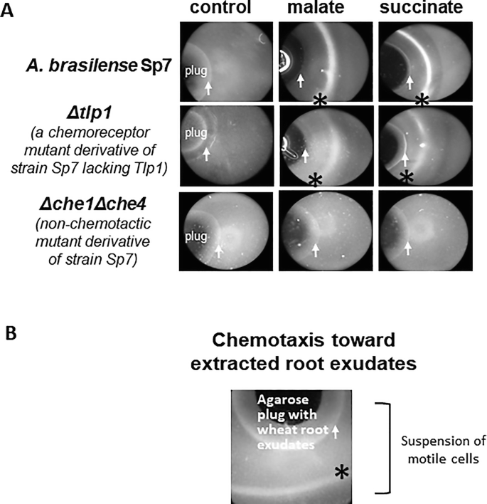 Chemotaxis and Other Forms of Taxis Behaviors | Springer Nature Link