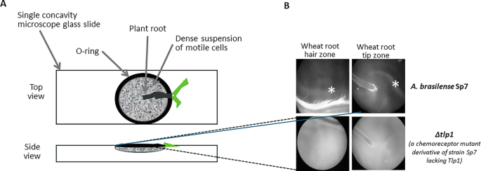 Chemotaxis and Other Forms of Taxis Behaviors | Springer Nature Link