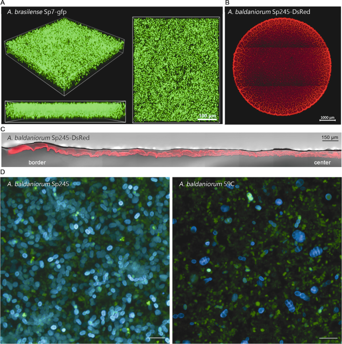 Azospirillum Biofilms, Aggregation, Attachment, and Colonization of ...
