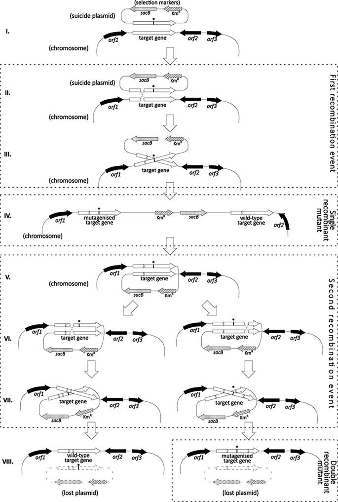 Nitrogen Metabolism and Genome Tailoring for Improving Ammonium ...