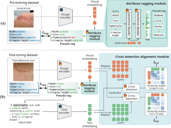 XTag-CLIP: Robust and Reliable Thyroid Scar Analysis with Limited Data ...