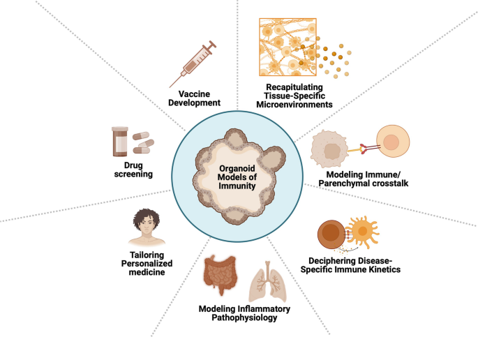 The Role of Organoids for Investigating Immunological Function, Disease ...